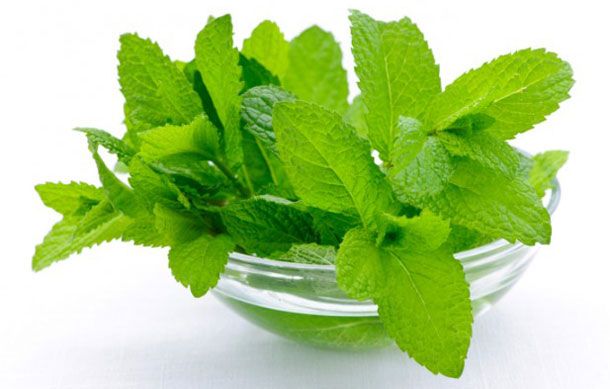 Hortelã e seus benefícios